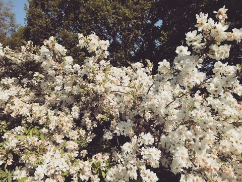 Download cherubesque OnlyFans videos and photos for free - fans4leak.com